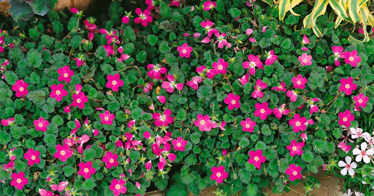 Erodium reichardii 'Roseum' Pflanze, Pflege & Tipps Floragard