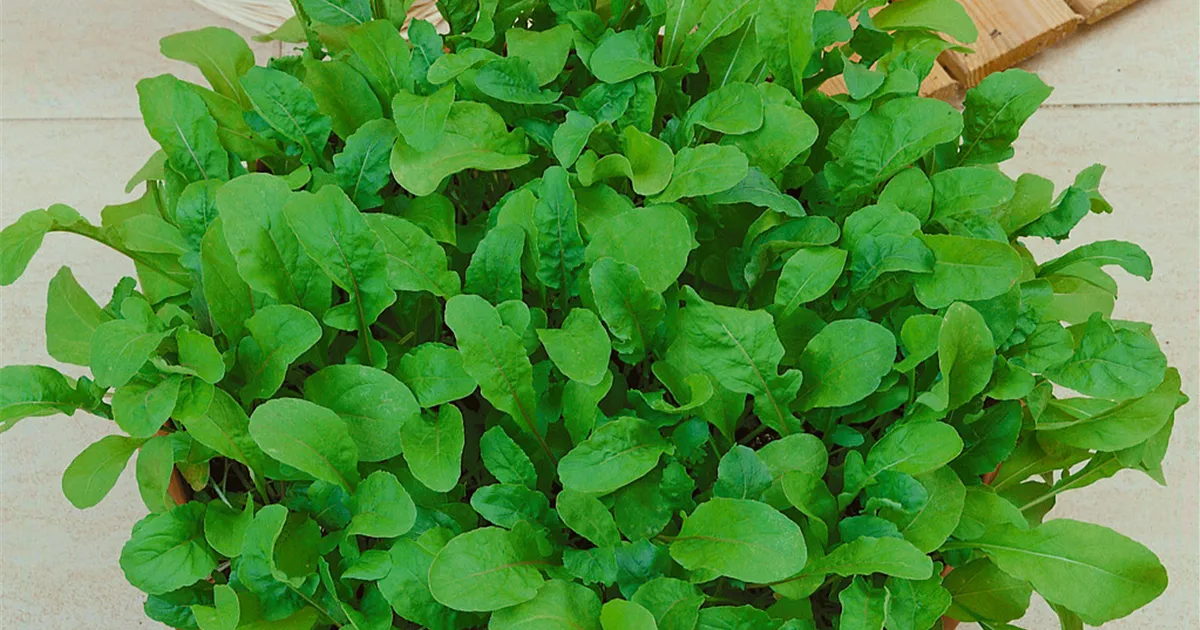 Eruca sativa 'Ruca' Pflanze, Pflege & Tipps Floragard