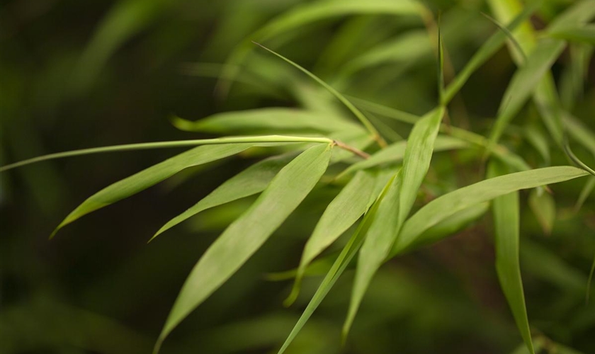 Bambus 'Asian Wonder' - Floragard Pflanzeninfothek