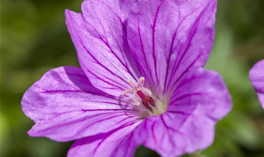 Geranium 'Blushing Turtle®' Pflanze, Pflege & Tipps Floragard