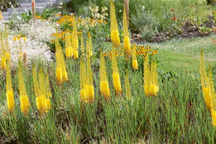 Eremurus 'Moneymaker' - Floragard Pflanzeninfothek