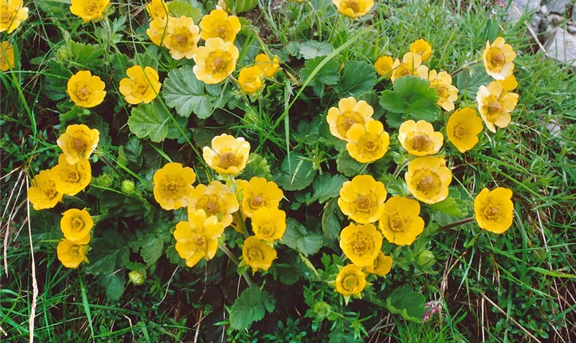 Geum 'Cocktail Gimlet'® Pflanze, Pflege & Tipps Floragard