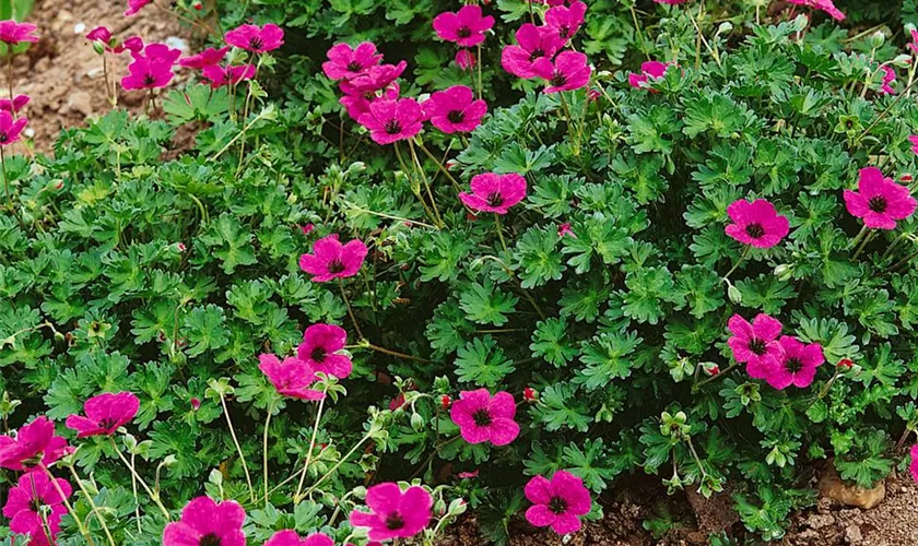 Geranium cinereum 'Signal' Pflanze, Pflege & Tipps Floragard