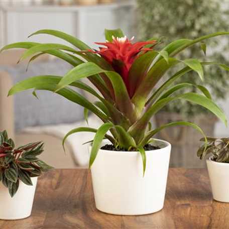 Guzmania 'Hope' - Floragard Pflanzeninfothek