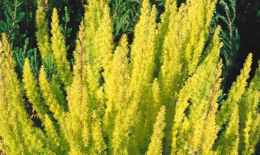 Baumheide 'African Gold' Pflanze, Pflege & Tipps Floragard