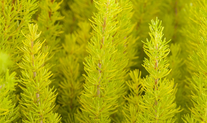 Baumheide 'Estrella Gold' - Floragard Pflanzeninfothek