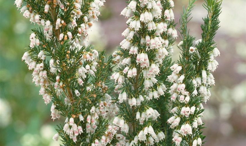 Baumheide 'Estrella Gold' - Floragard Pflanzeninfothek