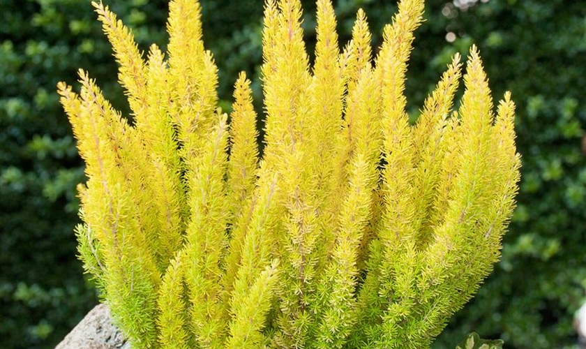 Baumheide 'Estrella Gold' - Floragard Pflanzeninfothek