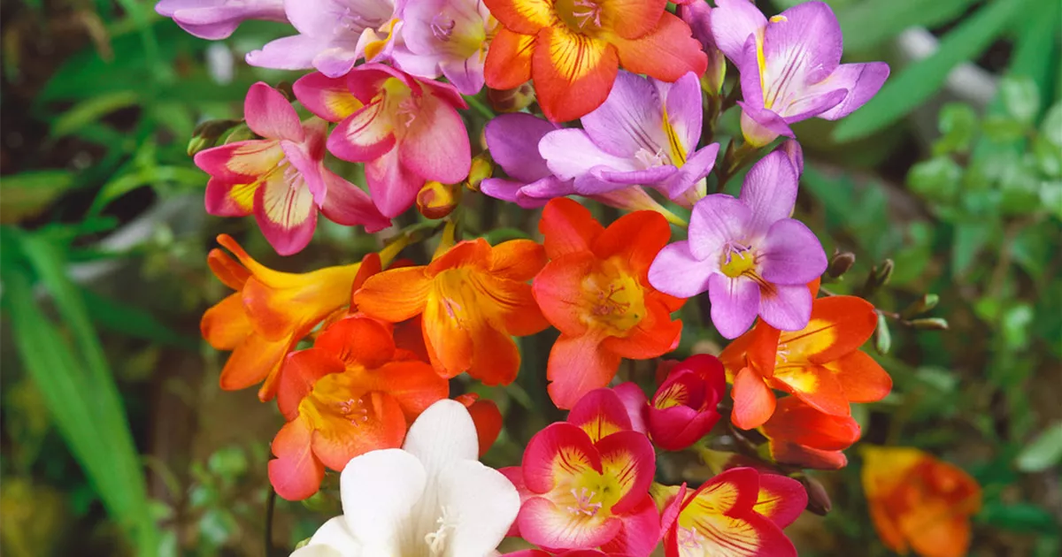 Freesie Pflanze, Pflege & Tipps Floragard