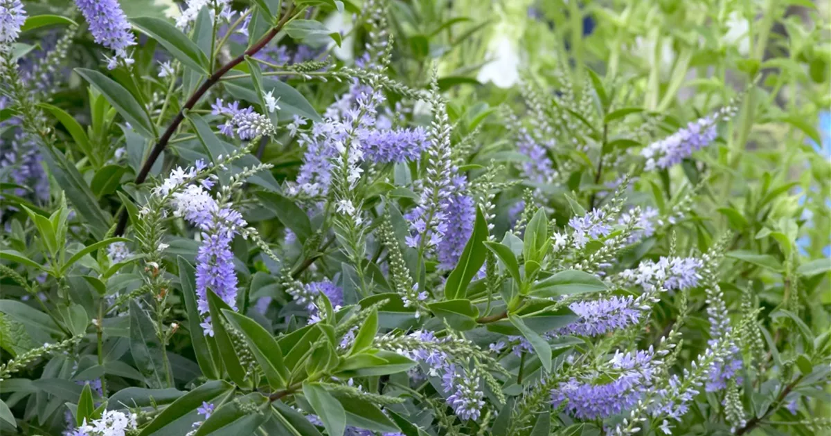 Hebe 'Purple Pixie' Pflanze, Pflege & Tipps Floragard