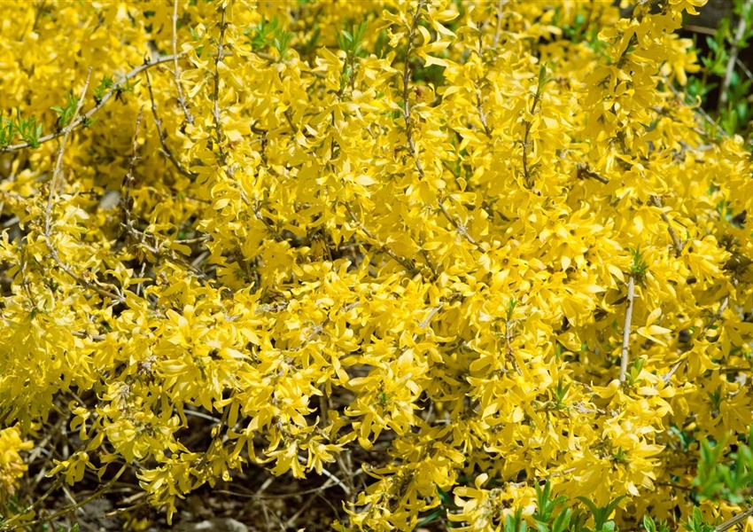 Forsythia viridissima 'Bronxensis'® - Floragard Pflanzeninfothek