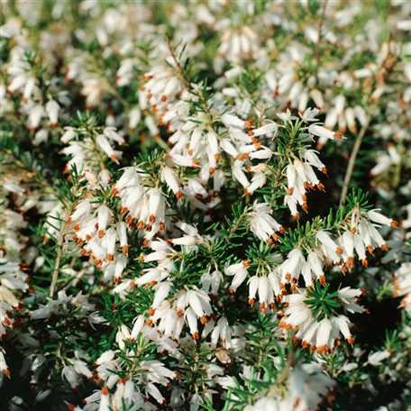 Erica carnea 'Springwood Pink' - Floragard Pflanzeninfothek