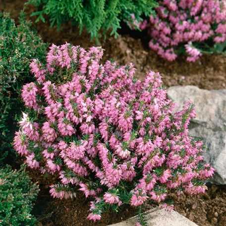 Erica carnea 'King George' - Floragard Pflanzeninfothek