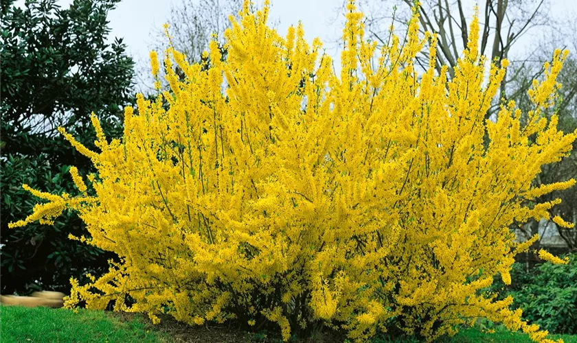 Forsythia Spring Glory