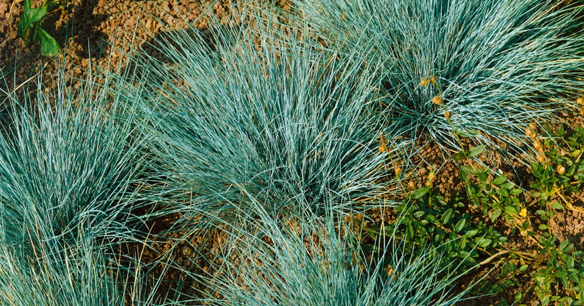 Festuca glauca 'Superba' Pflanze, Pflege & Tipps Floragard