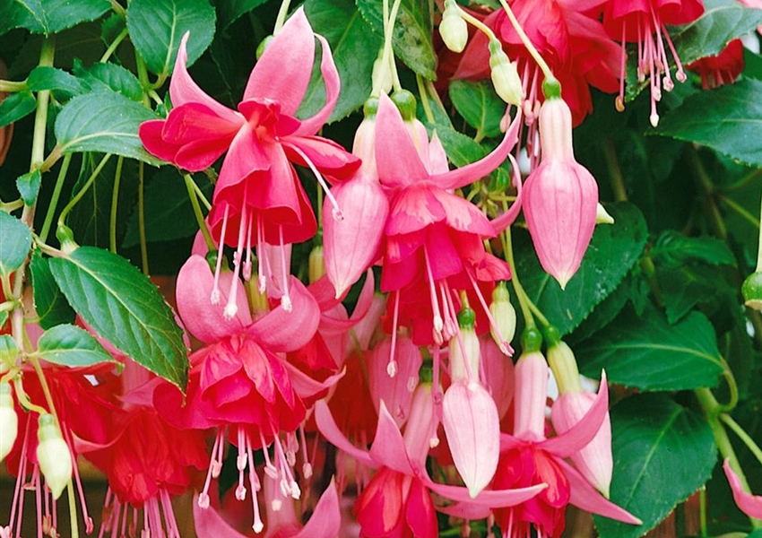 Fuchsie 'Dancing Flame' - Floragard Pflanzeninfothek