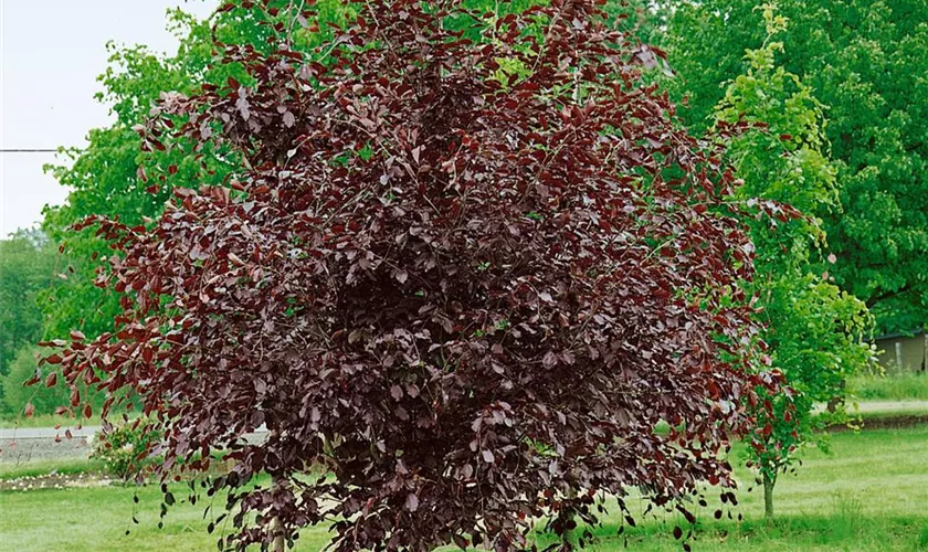 Fagus sylvatica 'Riversii', Stamm Pflanze, Pflege & Tipps Floragard