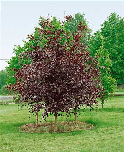Fagus sylvatica 'Riversii', Stamm - Floragard Pflanzeninfothek