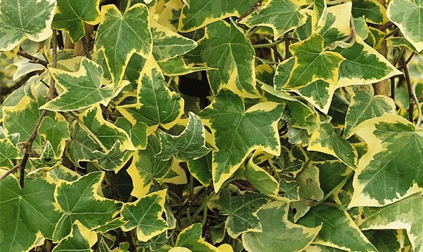 Gelbbunter Efeu Pflanze, Pflege & Tipps Floragard