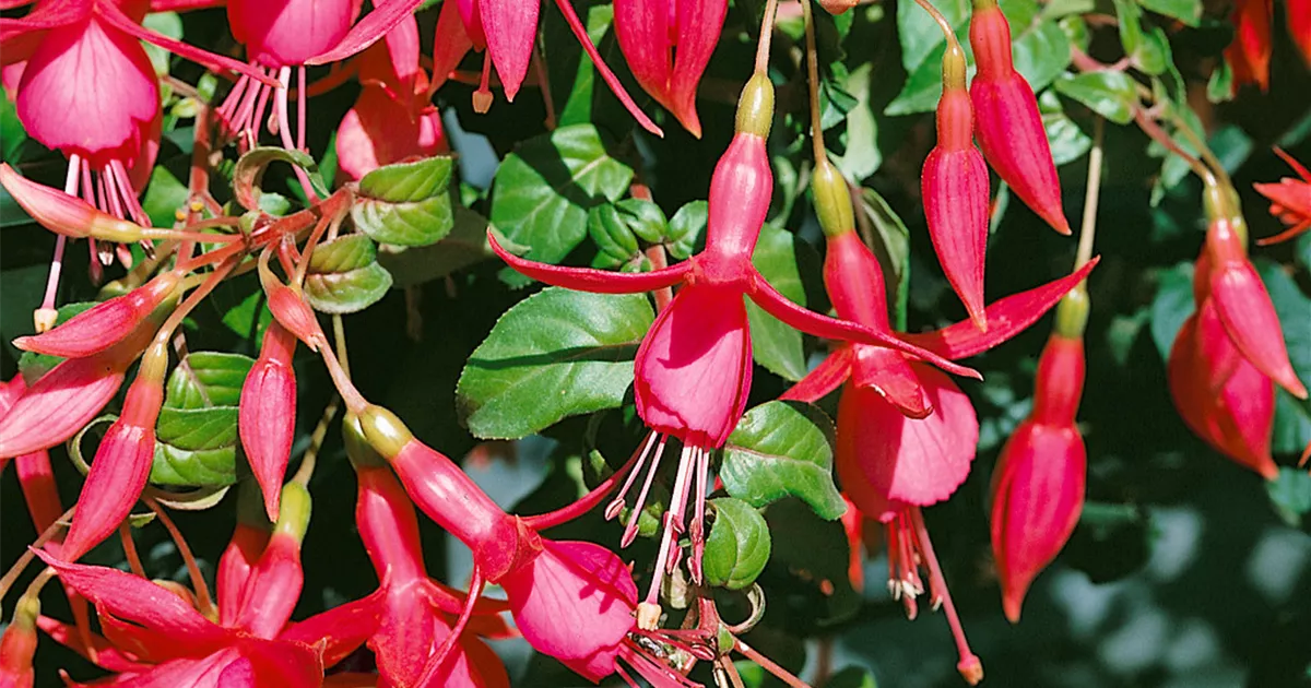 Fuchsie 'Jack Shahan' Pflanze, Pflege & Tipps Floragard