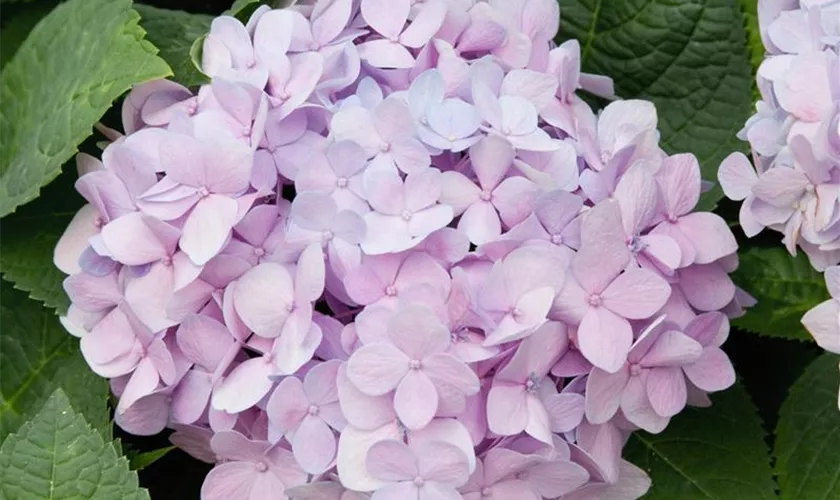 Hortensie 'Bailmer'® Pflanze, Pflege & Tipps Floragard