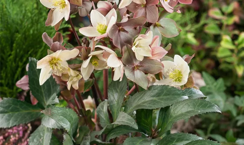 Helleborus x ballardiae 'HGC Spring Party'® Pflanze, Pflege & Tipps ...
