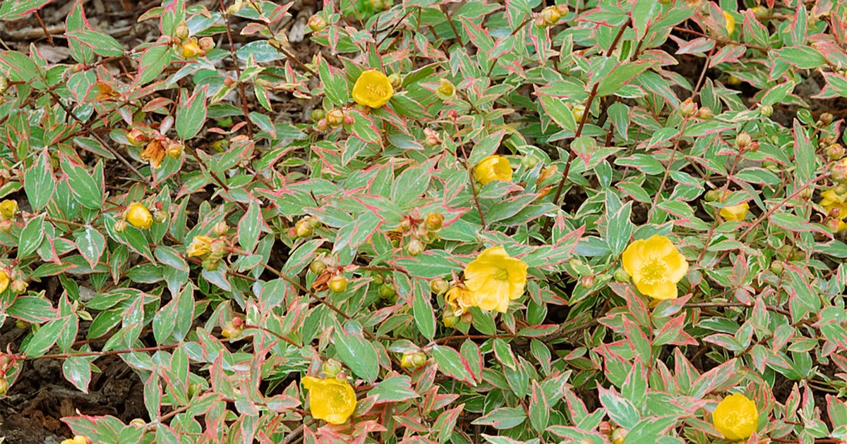 Hypericum humifusum Pflanze, Pflege & Tipps Floragard