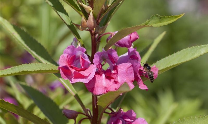 Garten-Balsamine - Floragard Pflanzeninfothek