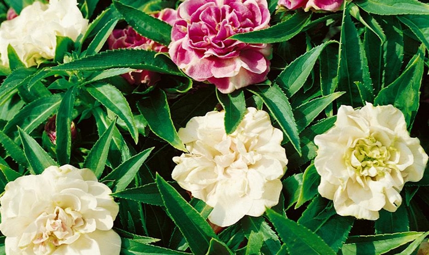 Garten-Balsamine - Floragard Pflanzeninfothek