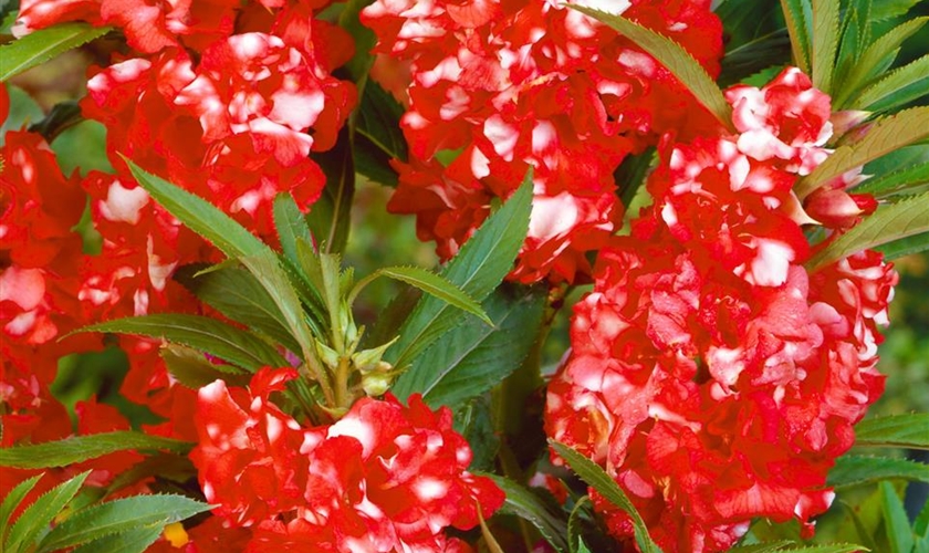 Garten-Balsamine - Floragard Pflanzeninfothek