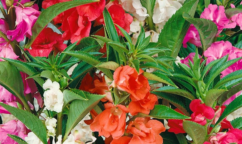Garten-Balsamine - Floragard Pflanzeninfothek