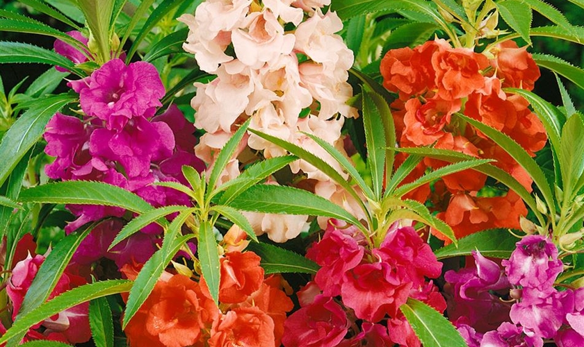 Garten-Balsamine - Floragard Pflanzeninfothek