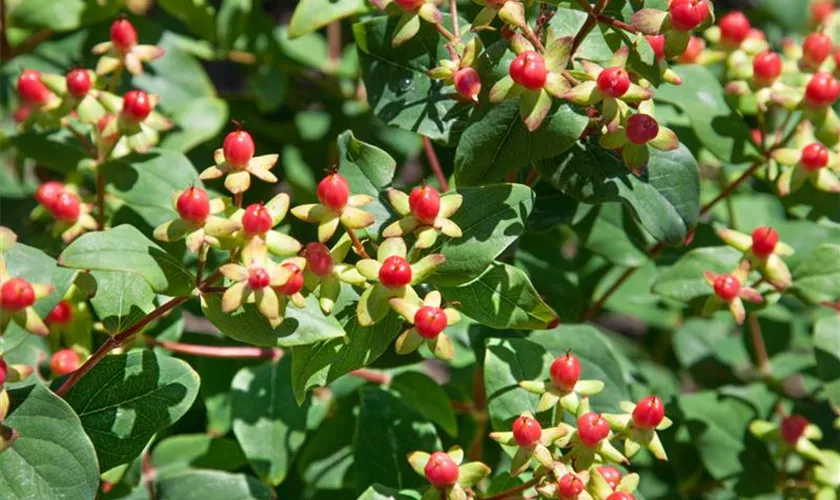 Hypericum inodorum 'Magical Red Star'® Pflanze, Pflege & Tipps Floragard