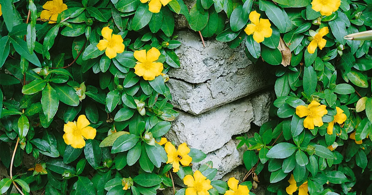 Goldwein Pflanze, Pflege & Tipps Floragard