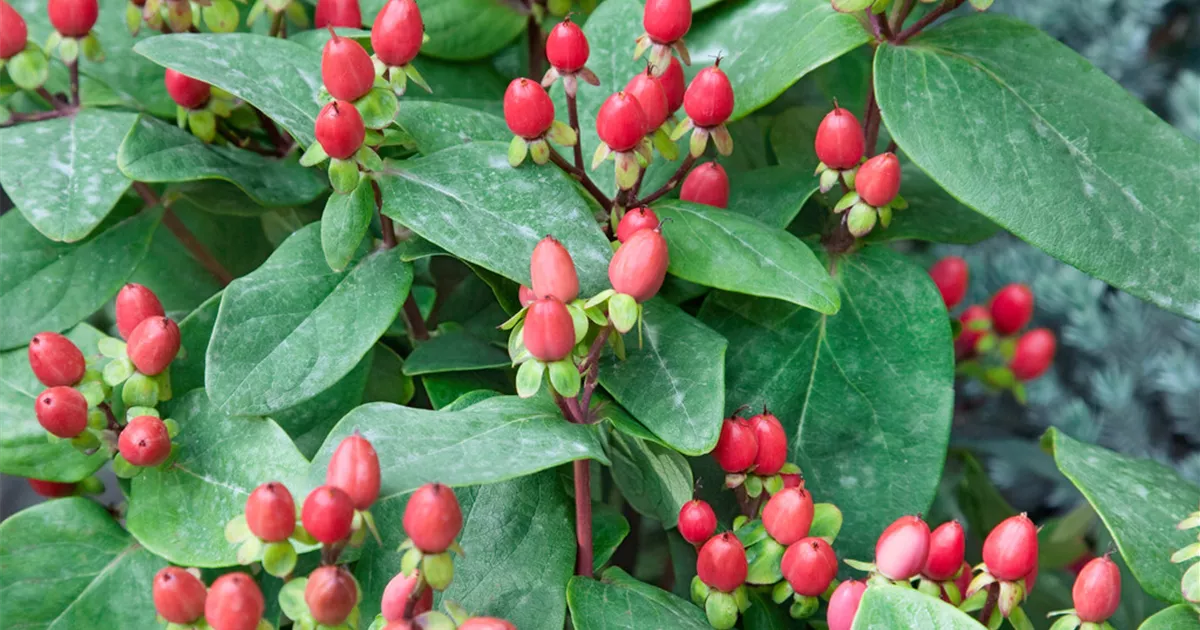 Hypericum inodorum 'Red Annebel' Pflanze, Pflege & Tipps Floragard