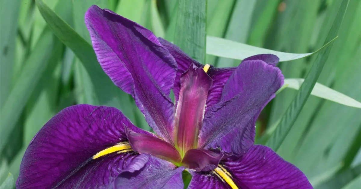 Iris 'Black Gamecock' Pflanze, Pflege & Tipps Floragard