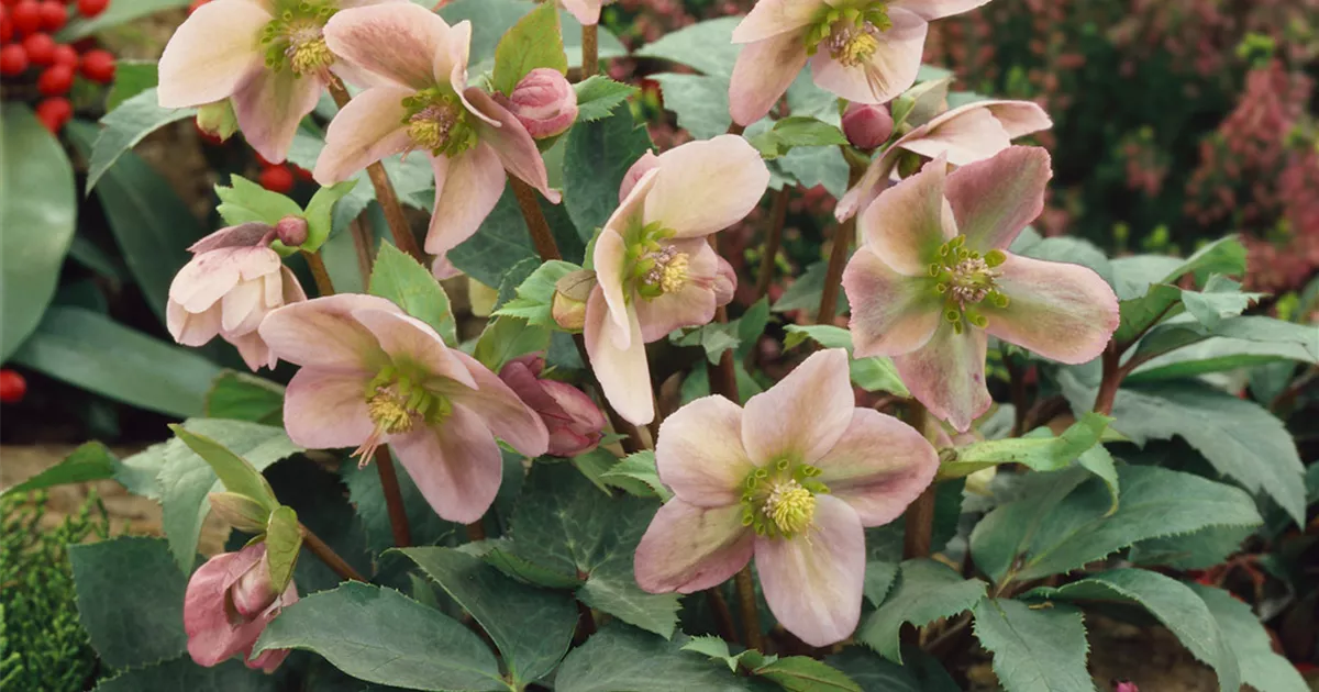 Helleborus orientalis 'Spring Promise Bridget' Pflanze, Pflege & Tipps ...