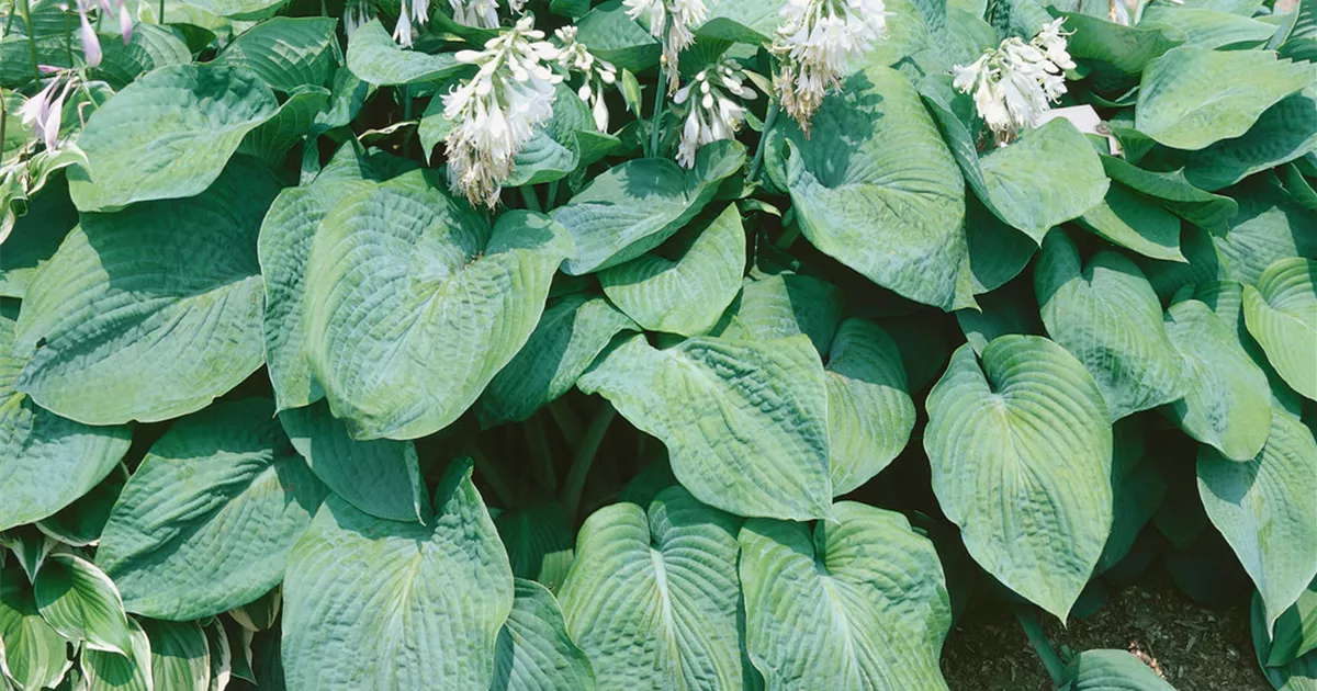 Hosta tokudama Pflanze, Pflege & Tipps Floragard