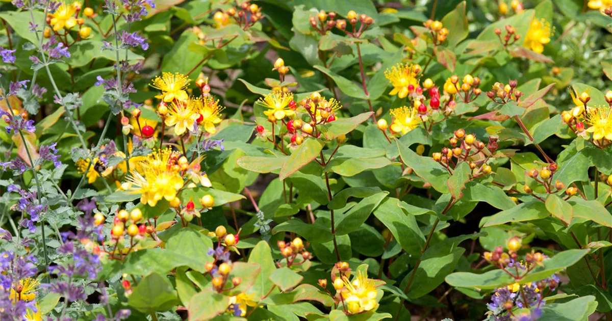 Hypericum inodorum 'Magical Cherry'® Pflanze, Pflege & Tipps Floragard