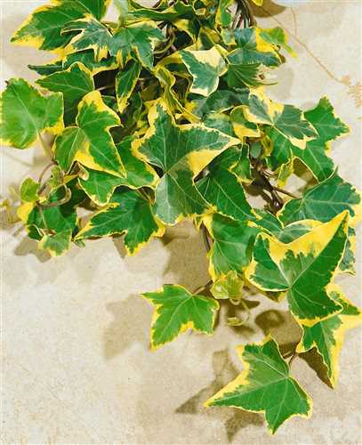 Hedera helix 'Yellow Ripple' - Floragard Pflanzeninfothek
