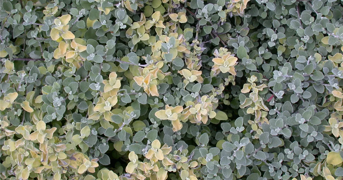 Helichrysum microphyllum Pflanze, Pflege & Tipps Floragard