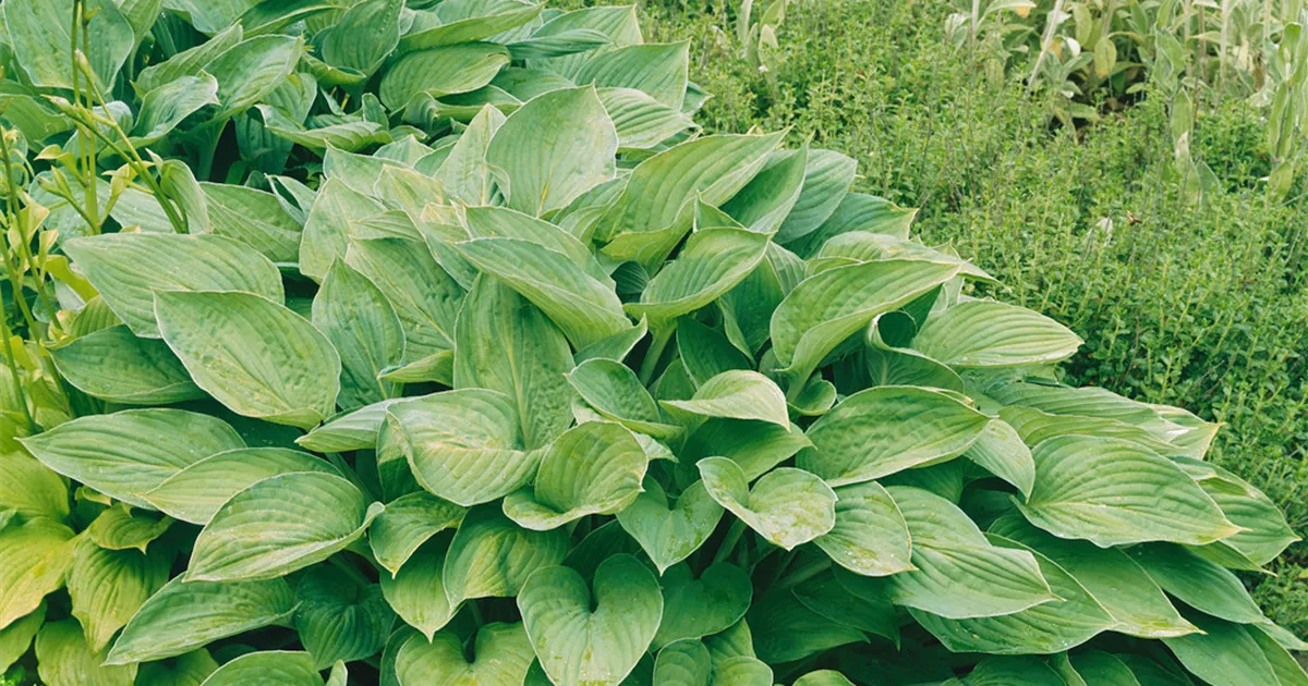 Hosta undulata Pflanze, Pflege & Tipps Floragard