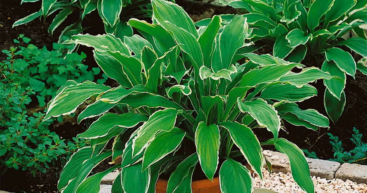 Hosta undulata 'Albomarginata' Pflanze, Pflege & Tipps Floragard