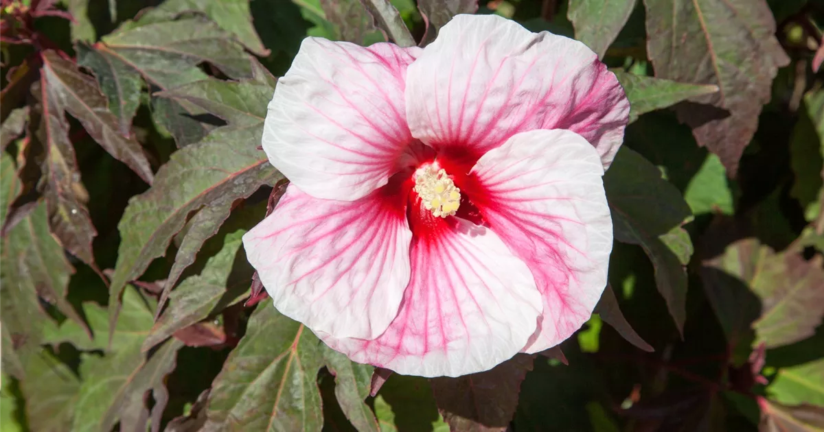 Garten-Roseneibisch 'Kopper King' Pflanze, Pflege & Tipps Floragard