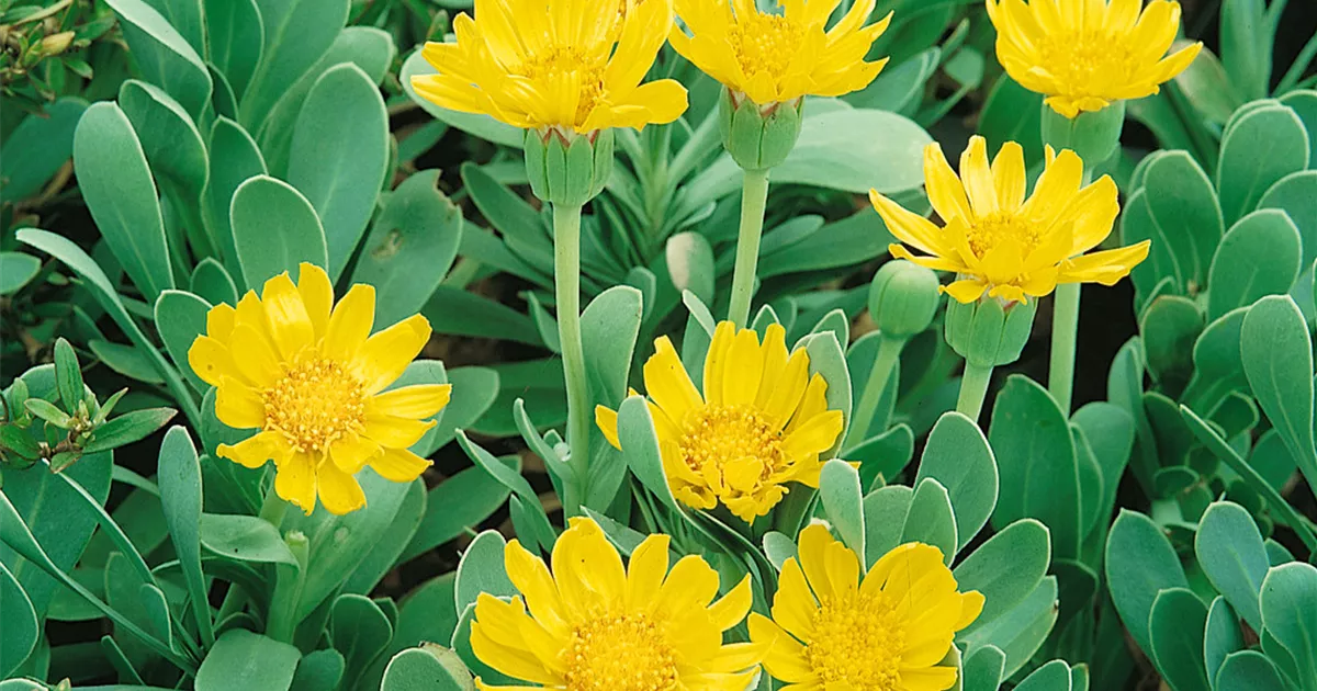 Hertie Pflanze, Pflege & Tipps Floragard