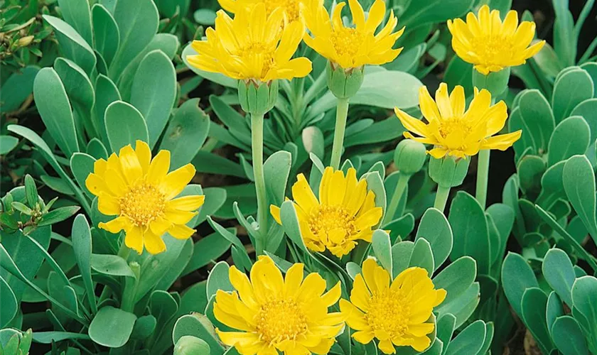 Hertie Pflanze, Pflege & Tipps Floragard