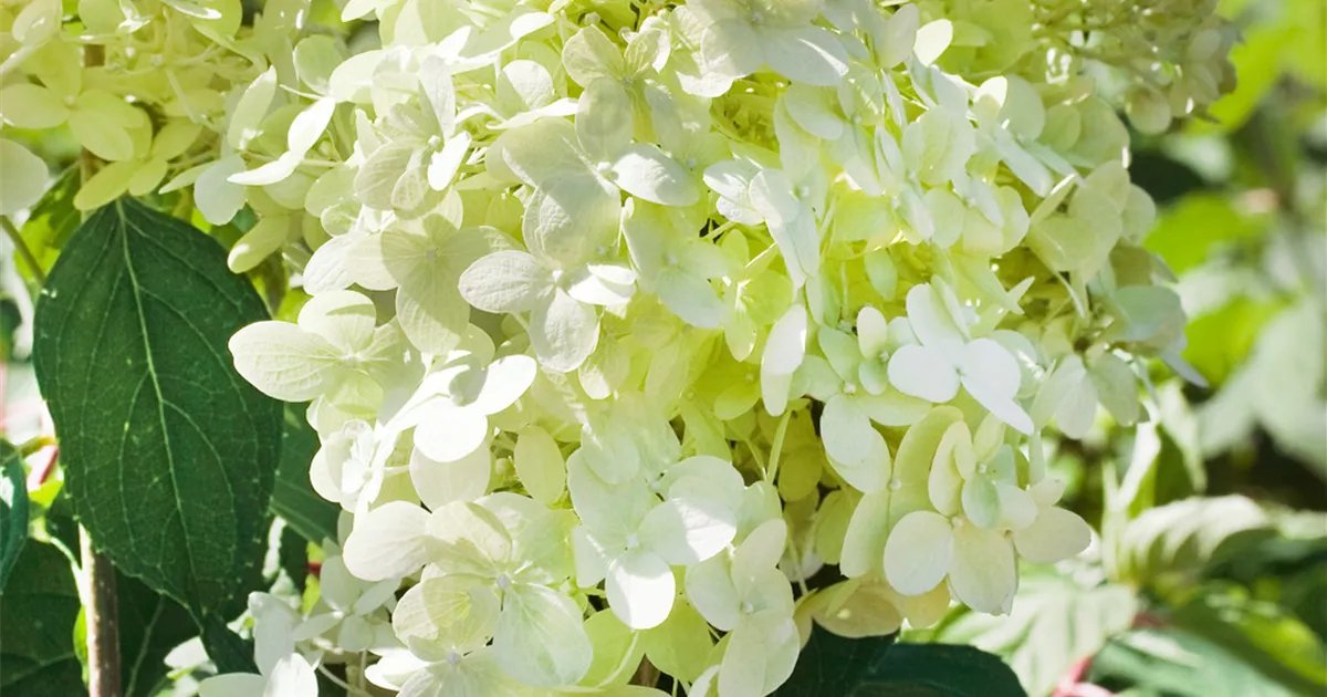 Hydrangea paniculata 'Baby Lace' Pflanze, Pflege & Tipps Floragard
