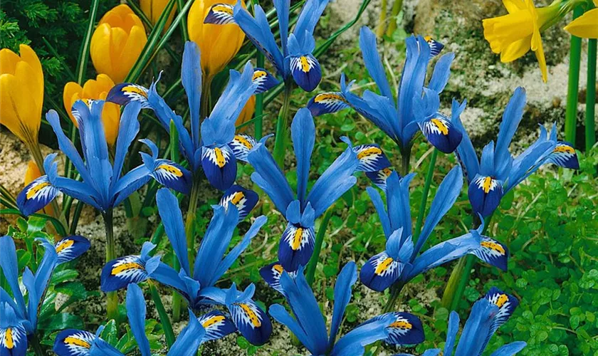Iris reticulata 'Gordon' Pflanze, Pflege & Tipps Floragard