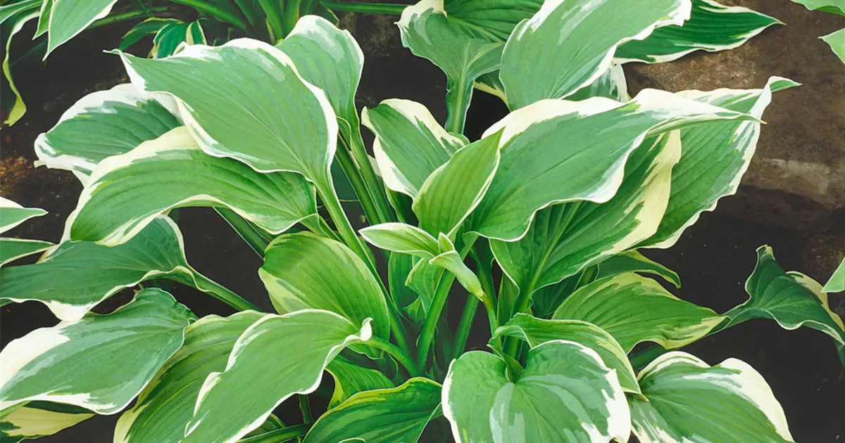 Gelbweißgerandete Garten-Funkie 'Moerheim' Pflanze, Pflege & Tipps ...