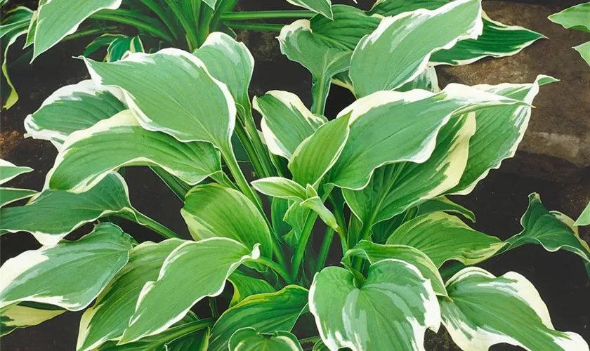 Gelbweißgerandete Garten-Funkie 'Moerheim' Pflanze, Pflege & Tipps ...